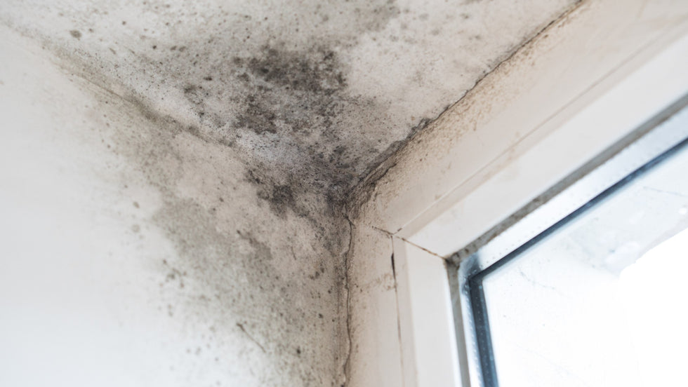 Sovereign Deepkill | Woodworm & Dry Rot Treatment – Platinum Chemicals