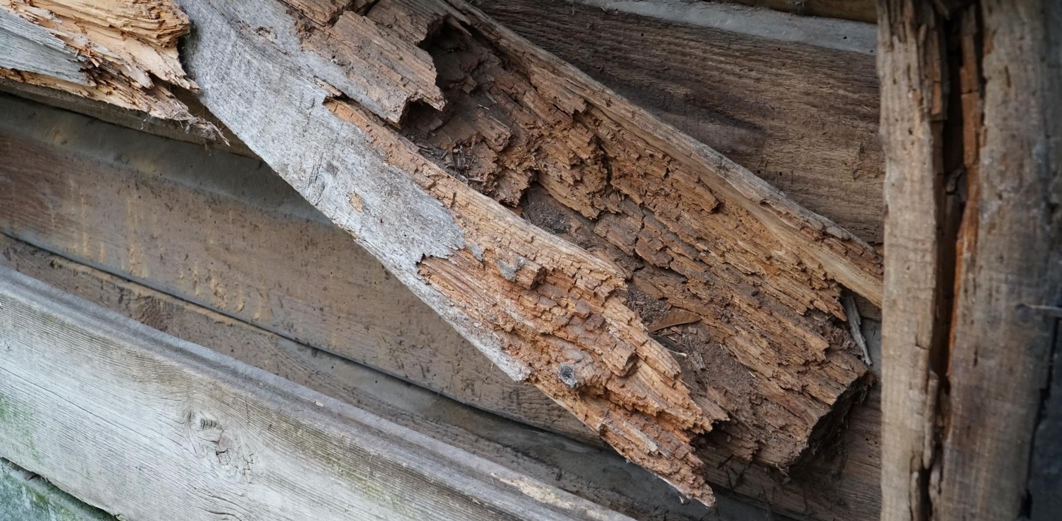 Dry and Wet Rot Wood Treatments | Bulk Discounts – Platinum Chemicals