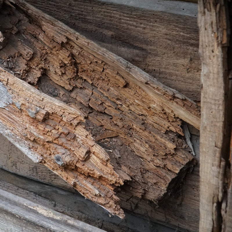 Dry and Wet Rot Wood Treatments | Bulk Discounts – Platinum Chemicals