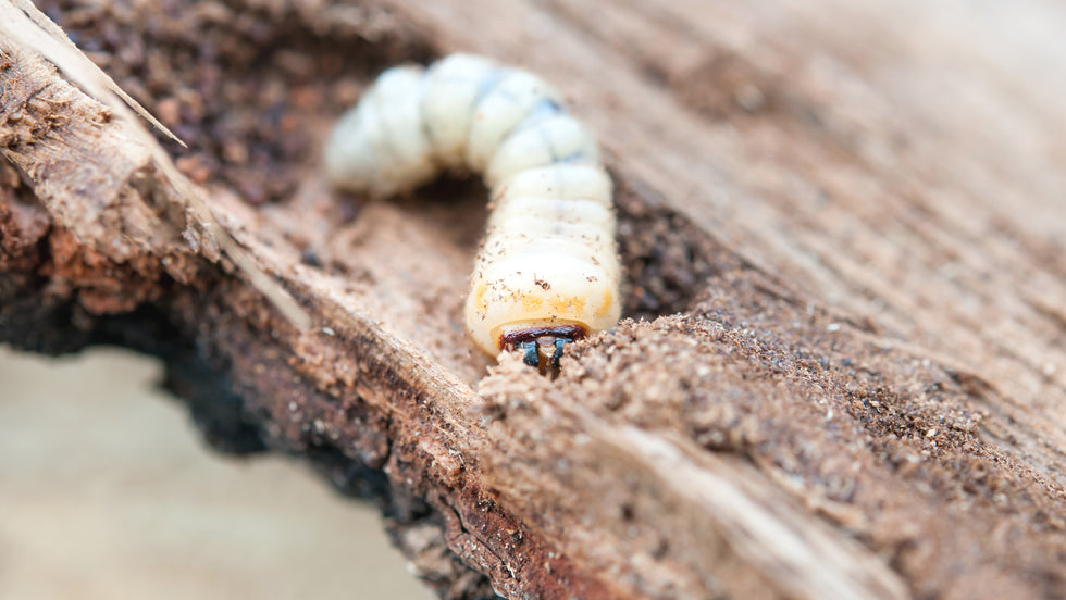 Sovereign Deepkill | Woodworm & Dry Rot Treatment – Platinum Chemicals