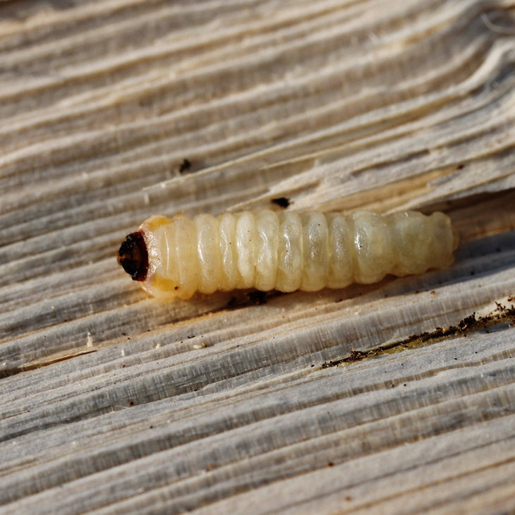 Damp Proofing, Waterproofing, Condensation & Wood Treatment Products ...